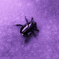 EL CUCARRÓN – un blog sobre mi camino terapéutico, a través del trauma ...